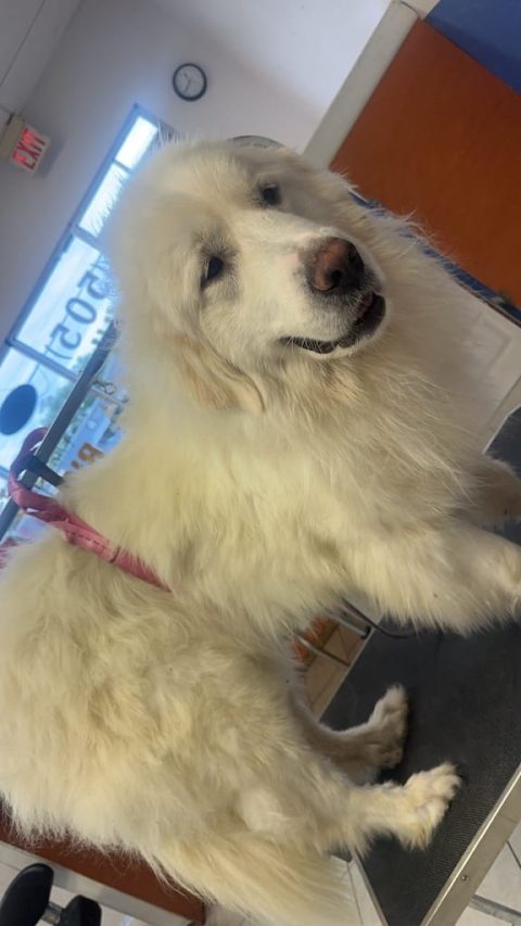 Contact Us - Alpha Dog Grooming - Dog Grooming Albuquerque